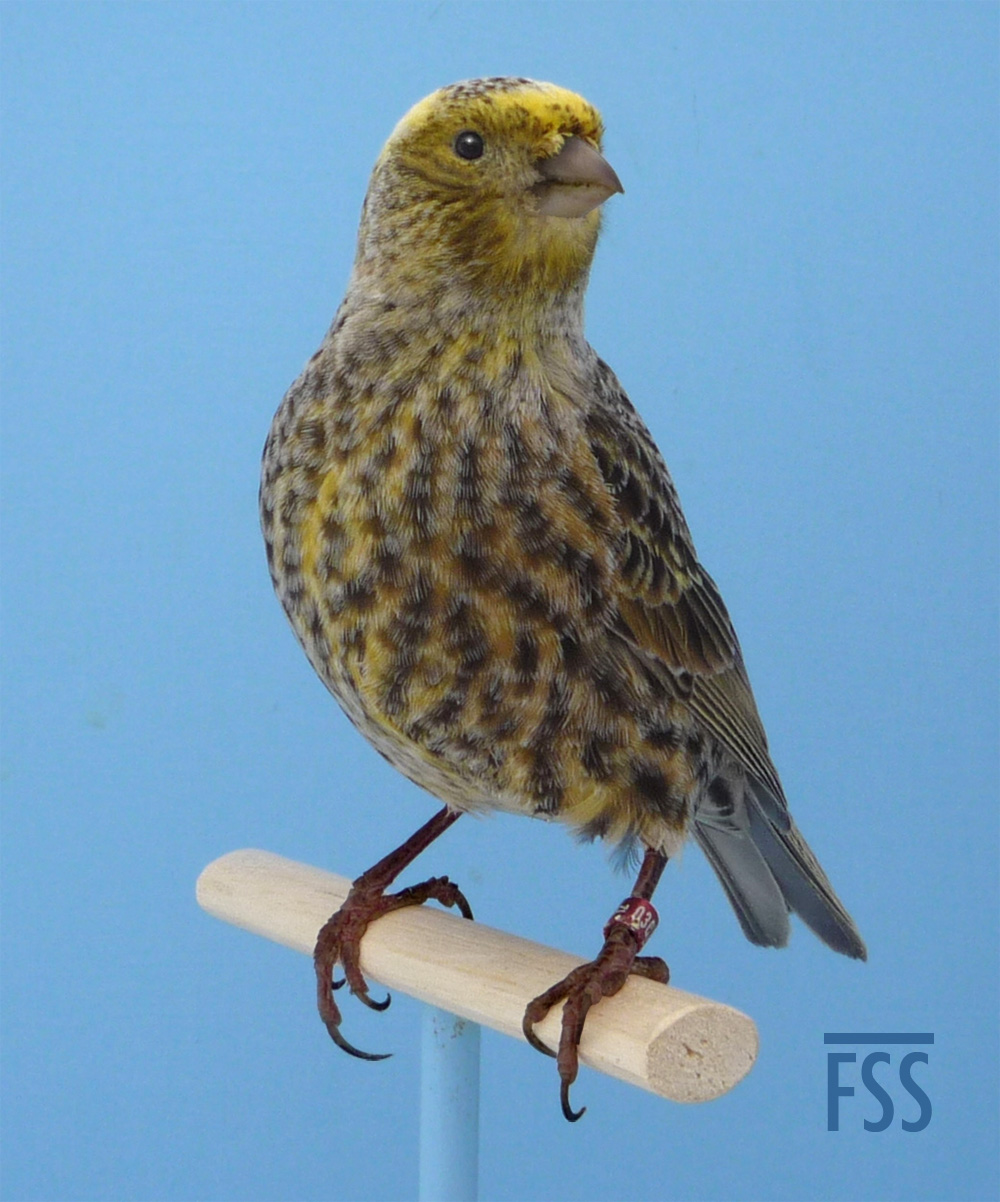 Lizard canaries 2012 - fine spangled sort
