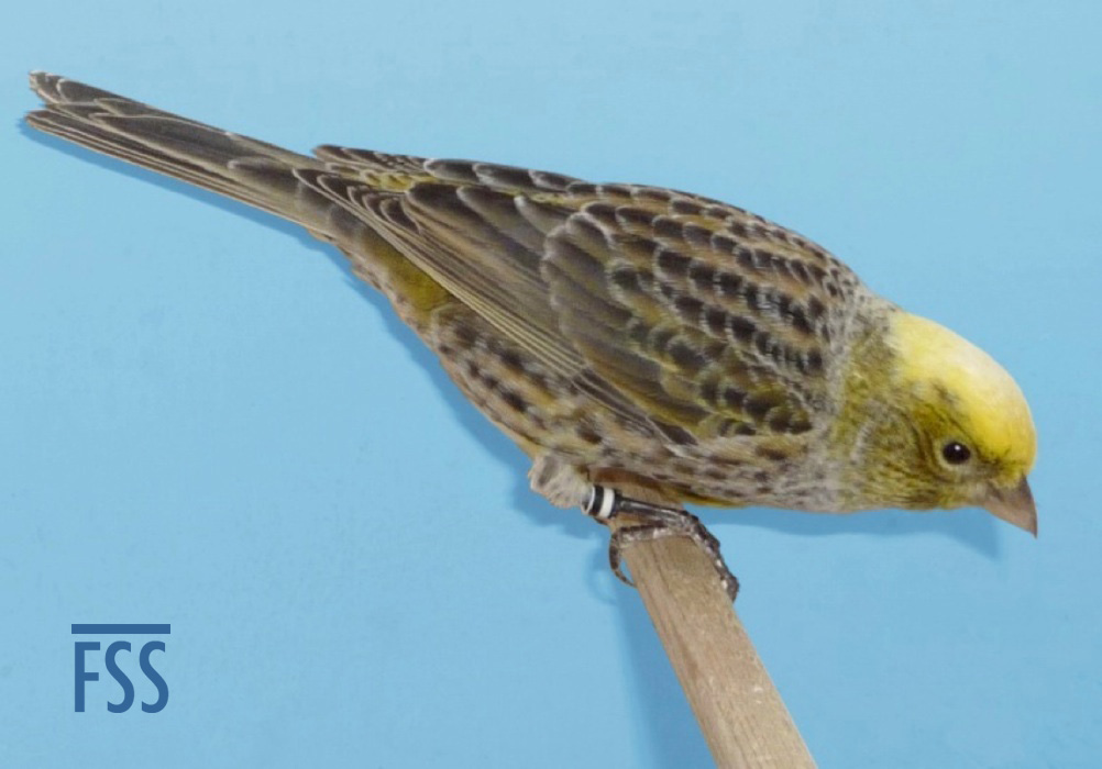 Lizard canaries 2012 - fine spangled sort