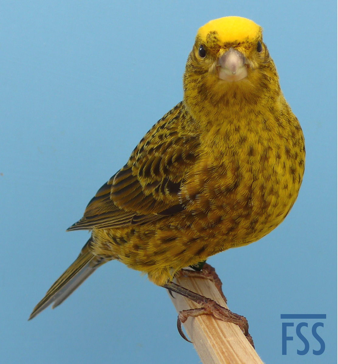 Lizard canaries: 2014 gold - fine spangled sort